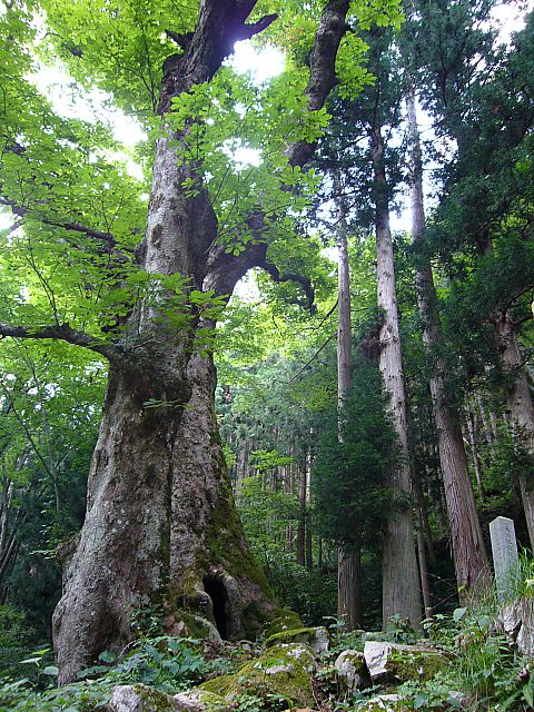 映画「ヒナゴン」（庄原市西城町）: 気ままに お出かけ記